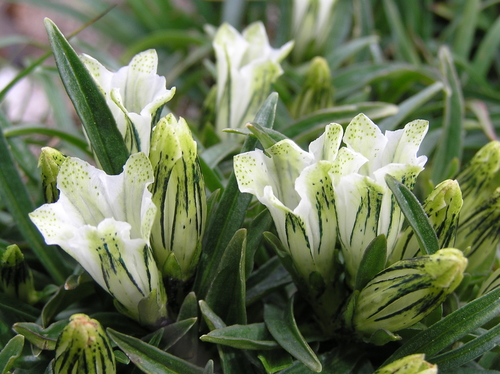 Styrian Gentian (Gentiana frigida) · iNaturalist