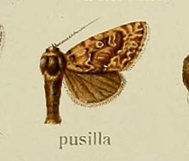 Thargelia pusilla · iNaturalist