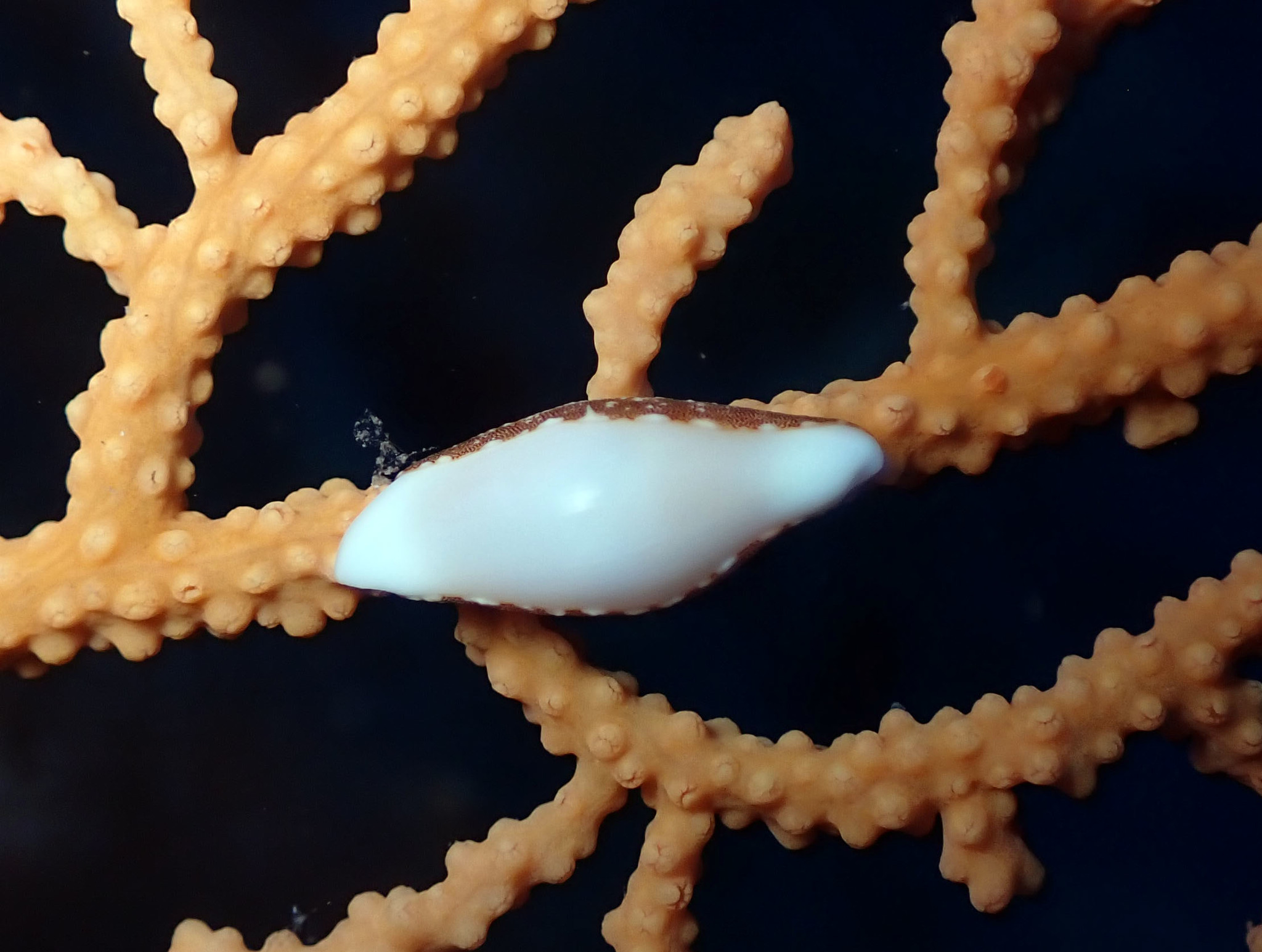 Simnia spelta (Linnaeus, 1758)