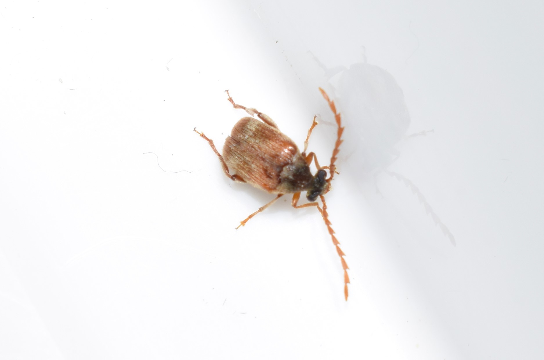 Callosobruchus maculatus (Fabricius, 1775)