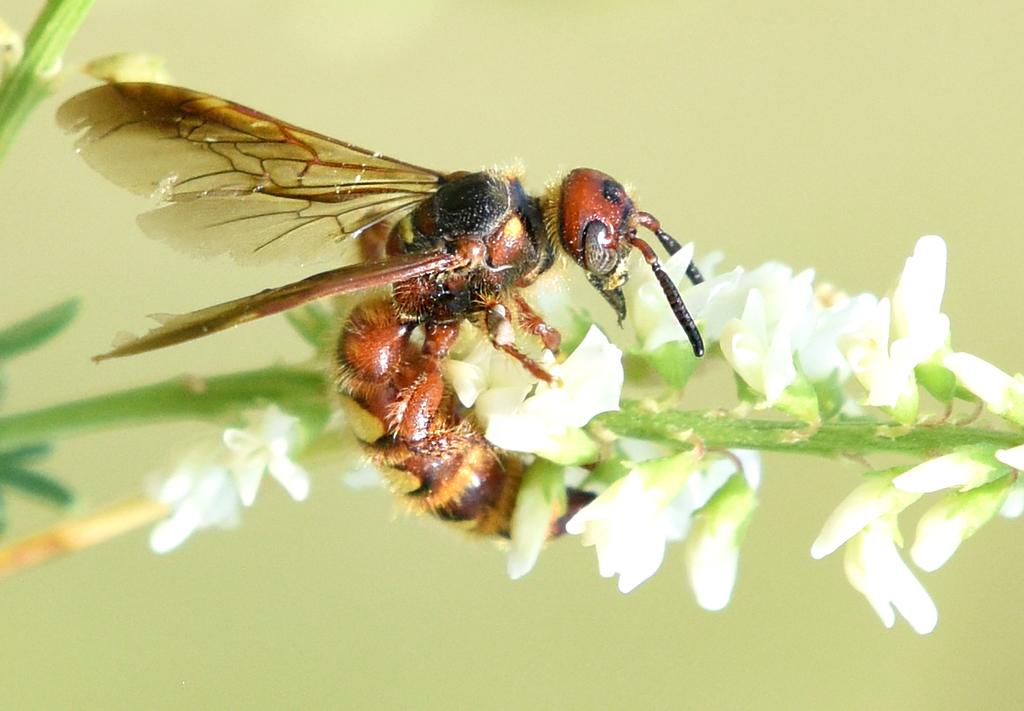 Eight-spotted Scoliid Wasp from Neeskah Reservoir, Colorado, USA on ...