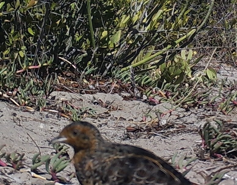 Fynbos Buttonquail from Cape Farms, Cape Town, South Africa on April 18, 2021 at 11:46 AM by ...