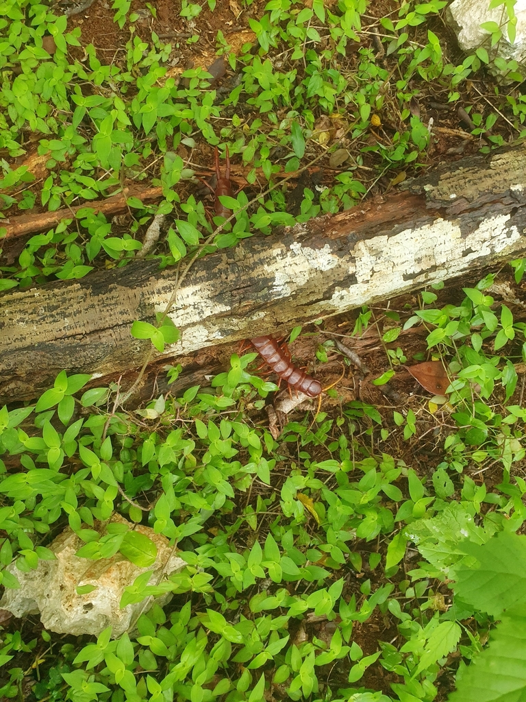 Caribbean Giant Centipede from Jaragua, DO-PN, DO-PN-PE, DO on August ...