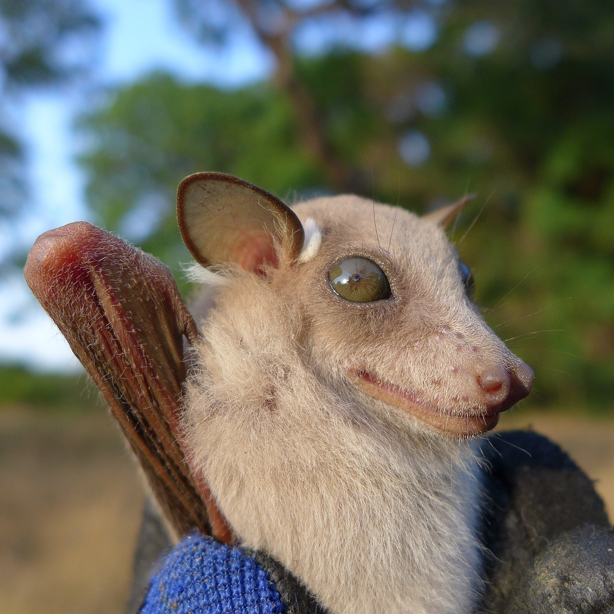 Epomophorus labiatus (Temminck, 1837)