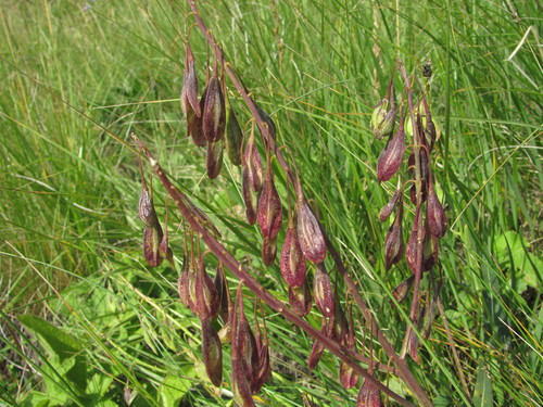 Isatis caucasica · iNaturalist