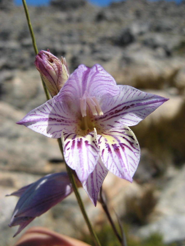 Gladiolus taubertianus from Klein Koupoort, West Coast DC: v approx on ...