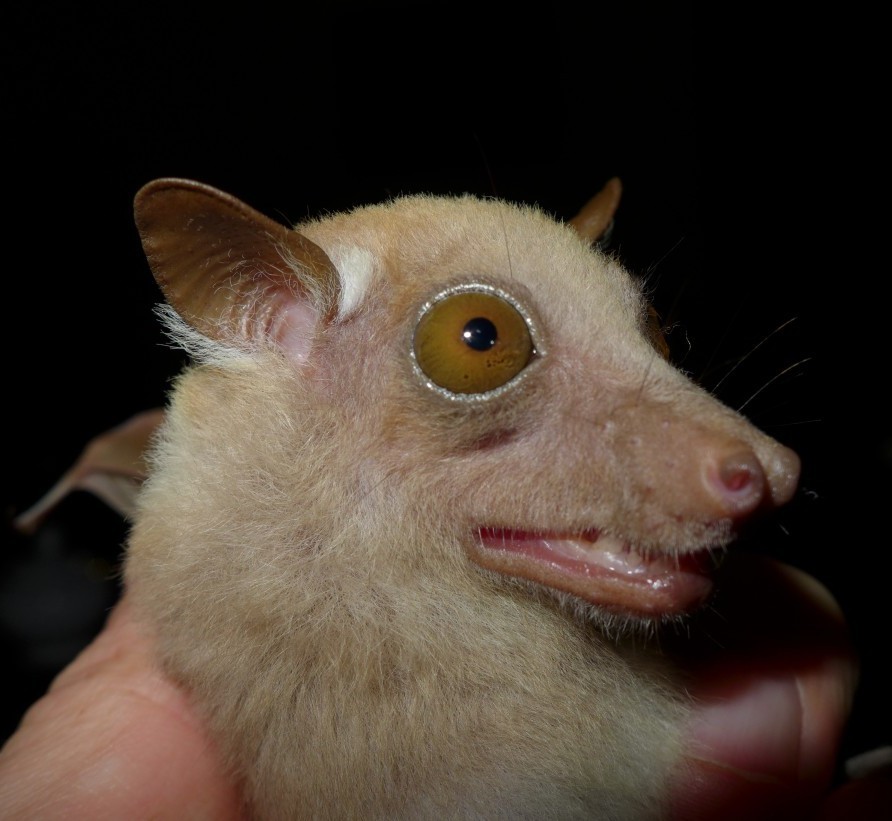 Epomophorus labiatus (Temminck, 1837)