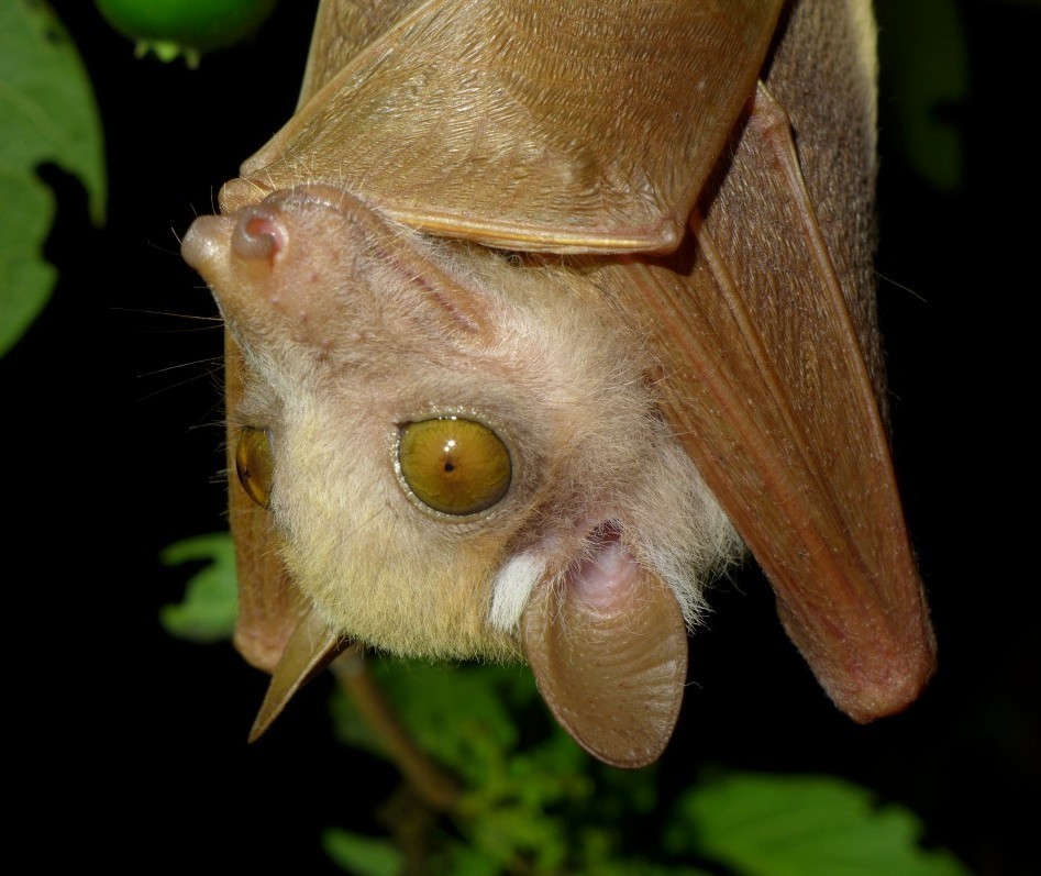 Epomophorus labiatus (Temminck, 1837)