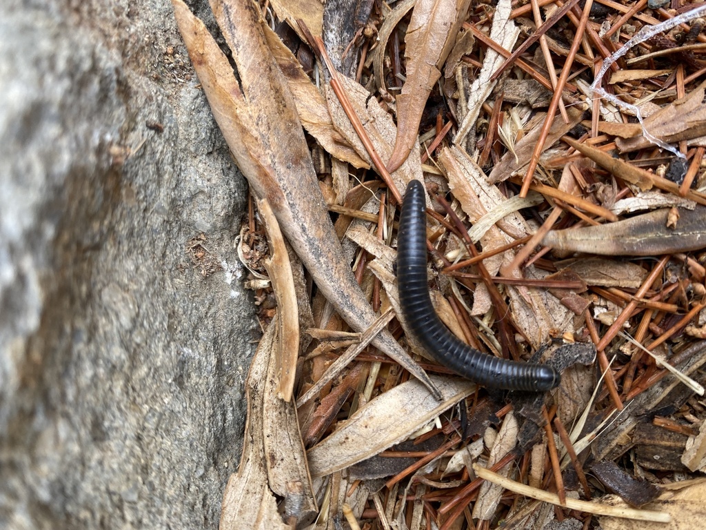 Ommatoiulus rutilans from Garriguella, Girona, ES on September 2, 2021 ...