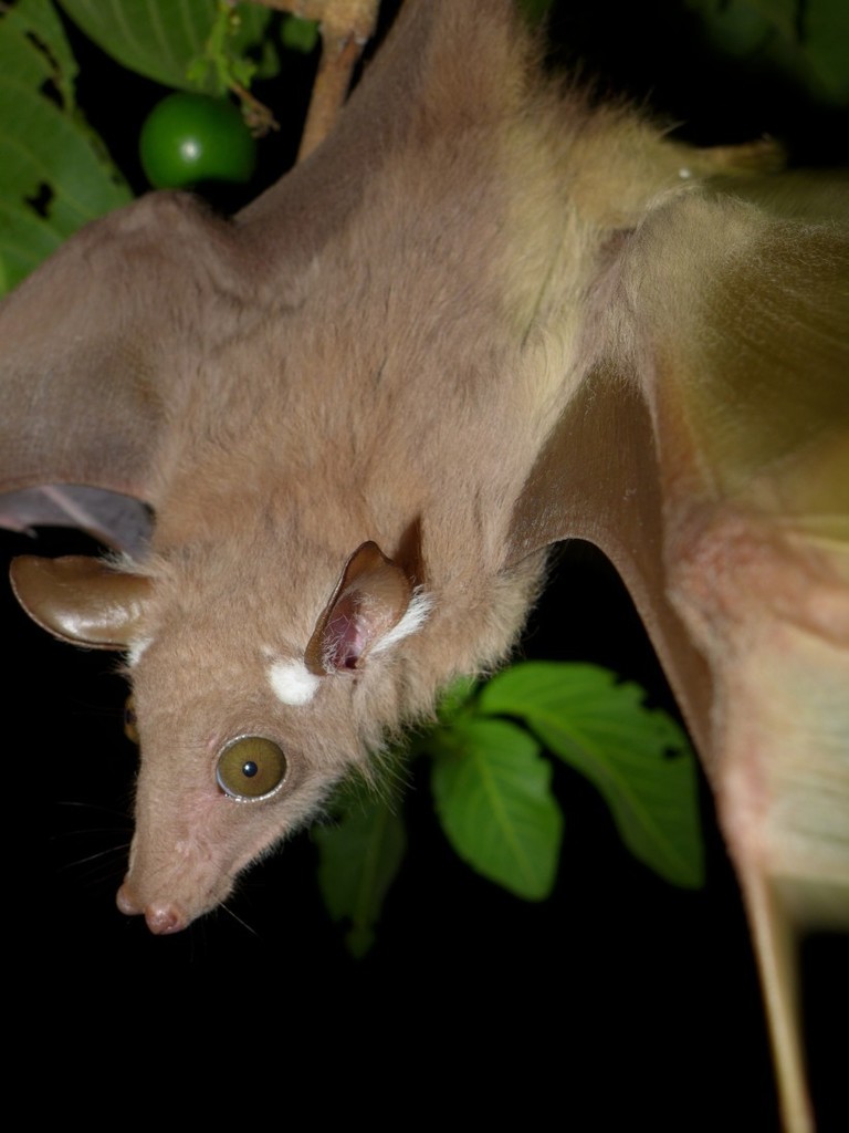 Dobson's Epauletted Fruit Bat from Kasanka National Park on December 11 ...