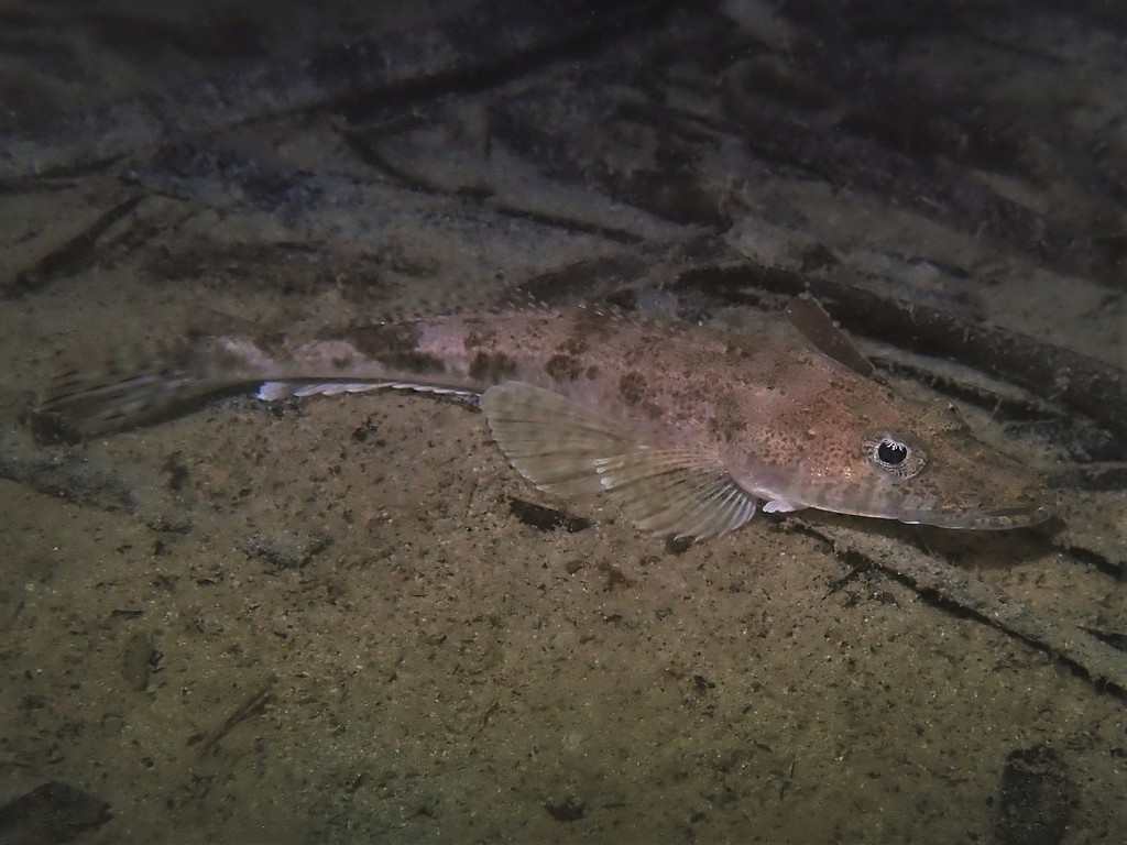 Rusty Flathead from Wreck Trail, Rockingham, WA, Australia on August 31 ...