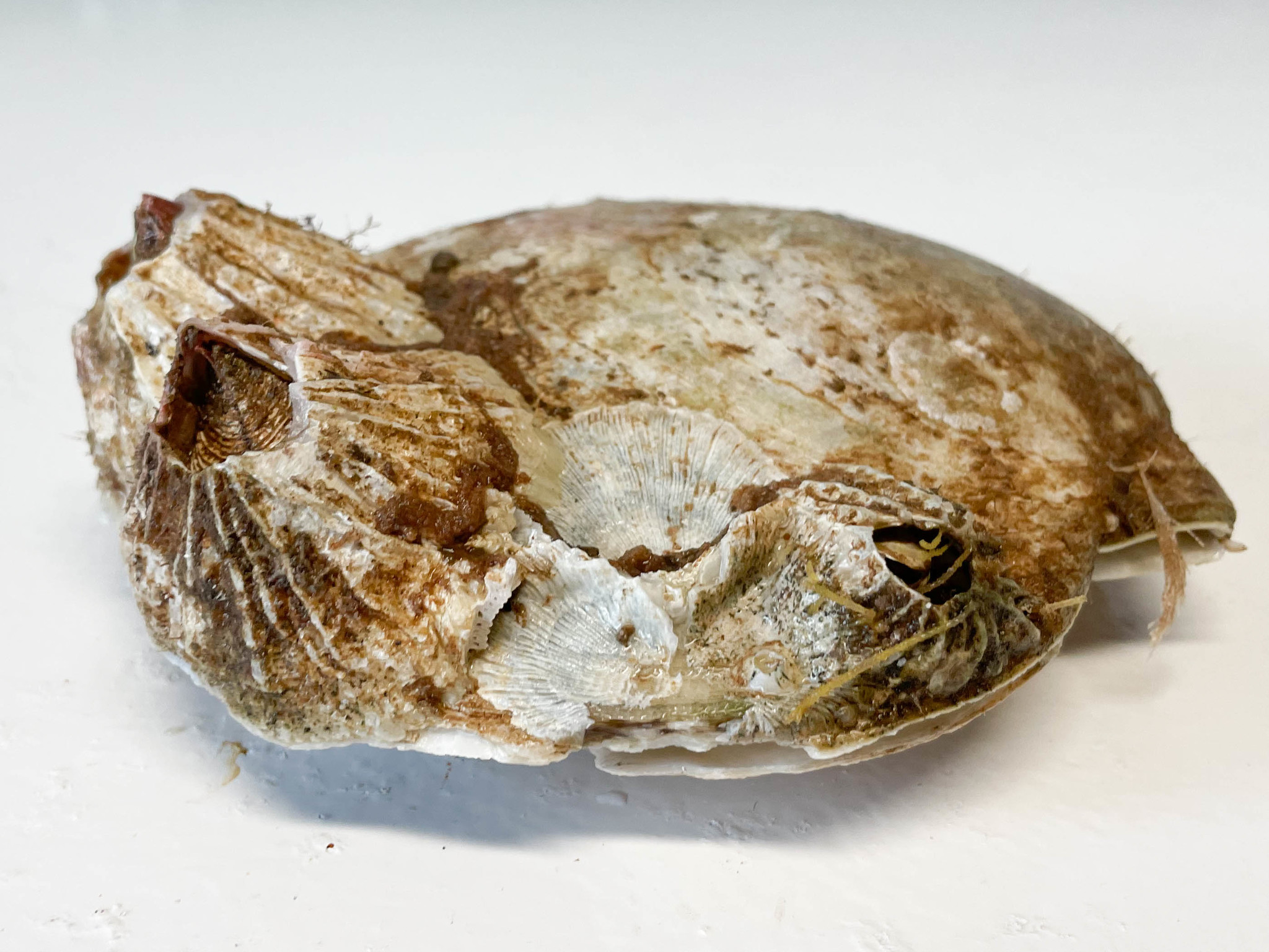 Balanus balanus (Linnaeus, 1758)