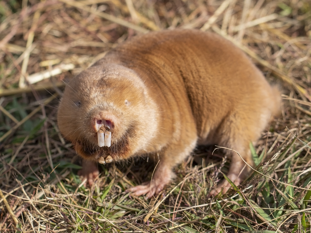 African Molerats (Bathyergidae) - Know Your Mammals