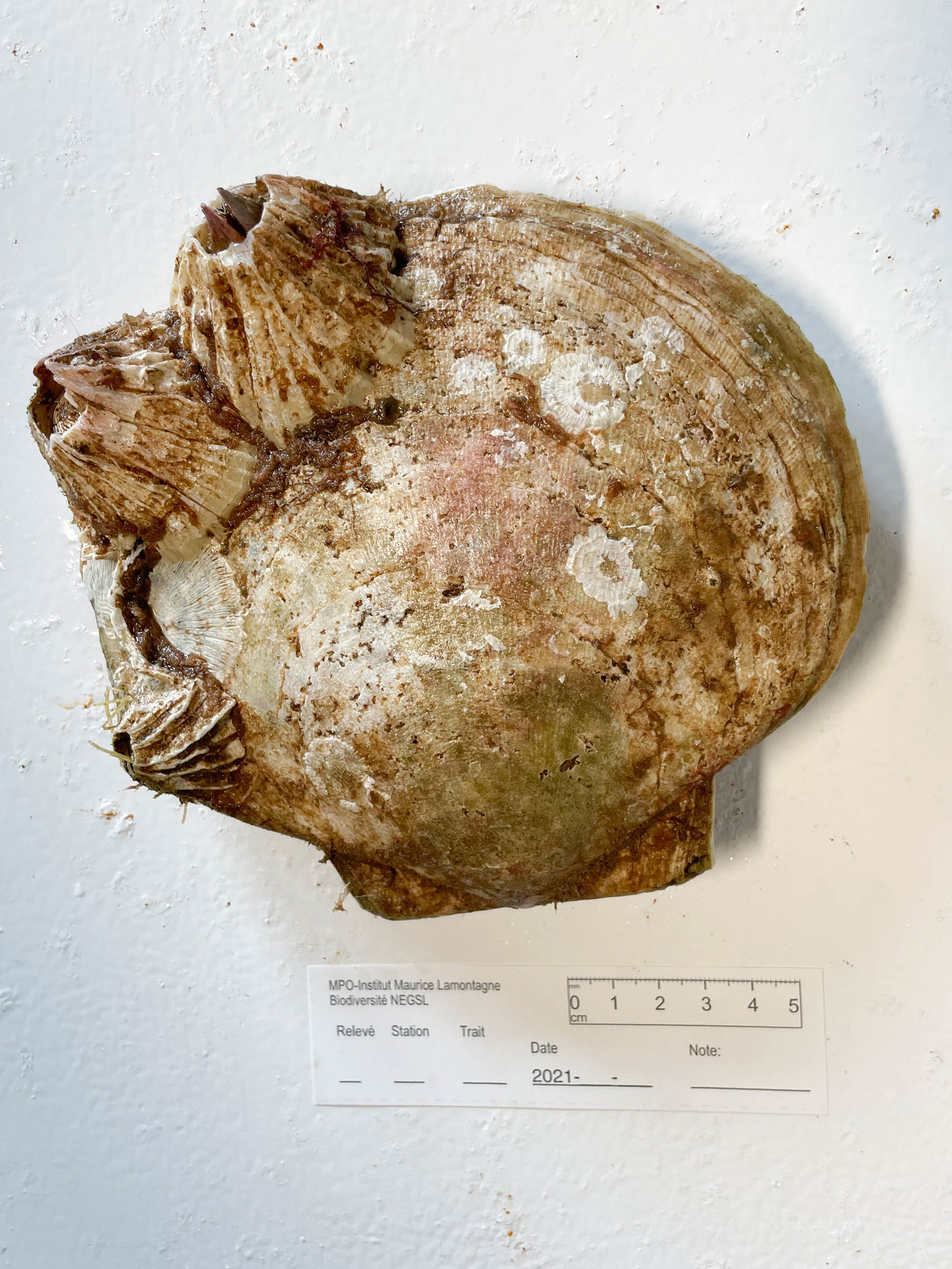 Balanus balanus (Linnaeus, 1758)