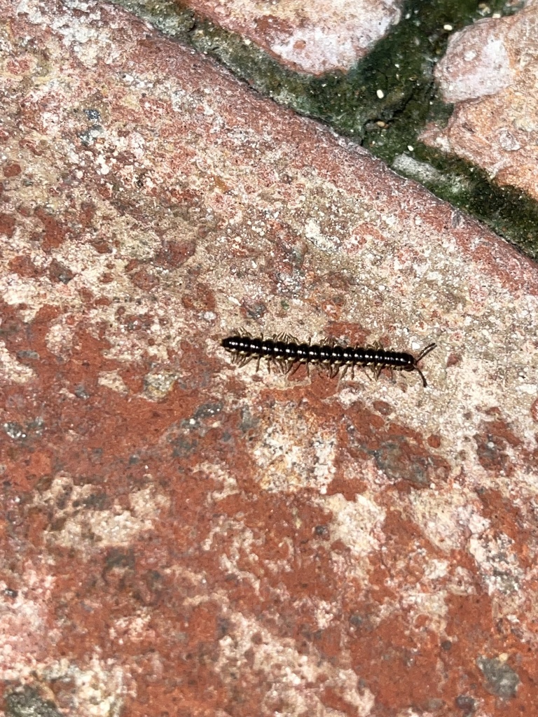 Long-flange Millipede in September 2021 by nikonglass · iNaturalist
