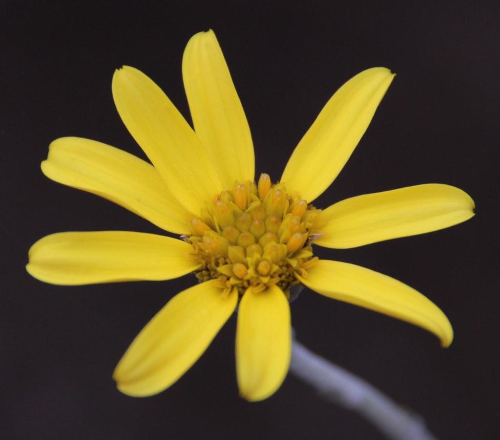 Grey Bietou (Plants of the Tygerberg Nature Reserve) · iNaturalist