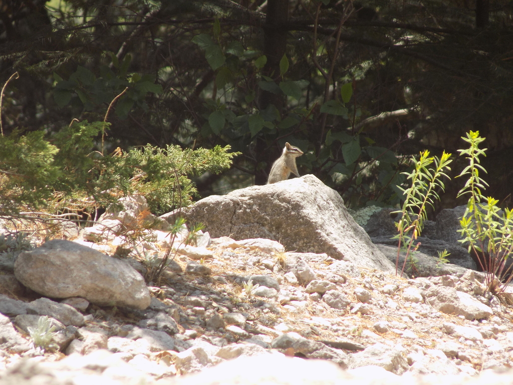 Cliff Chipmunk from Guadalupe y Calvo, Chih., México on July 6, 2020 at ...