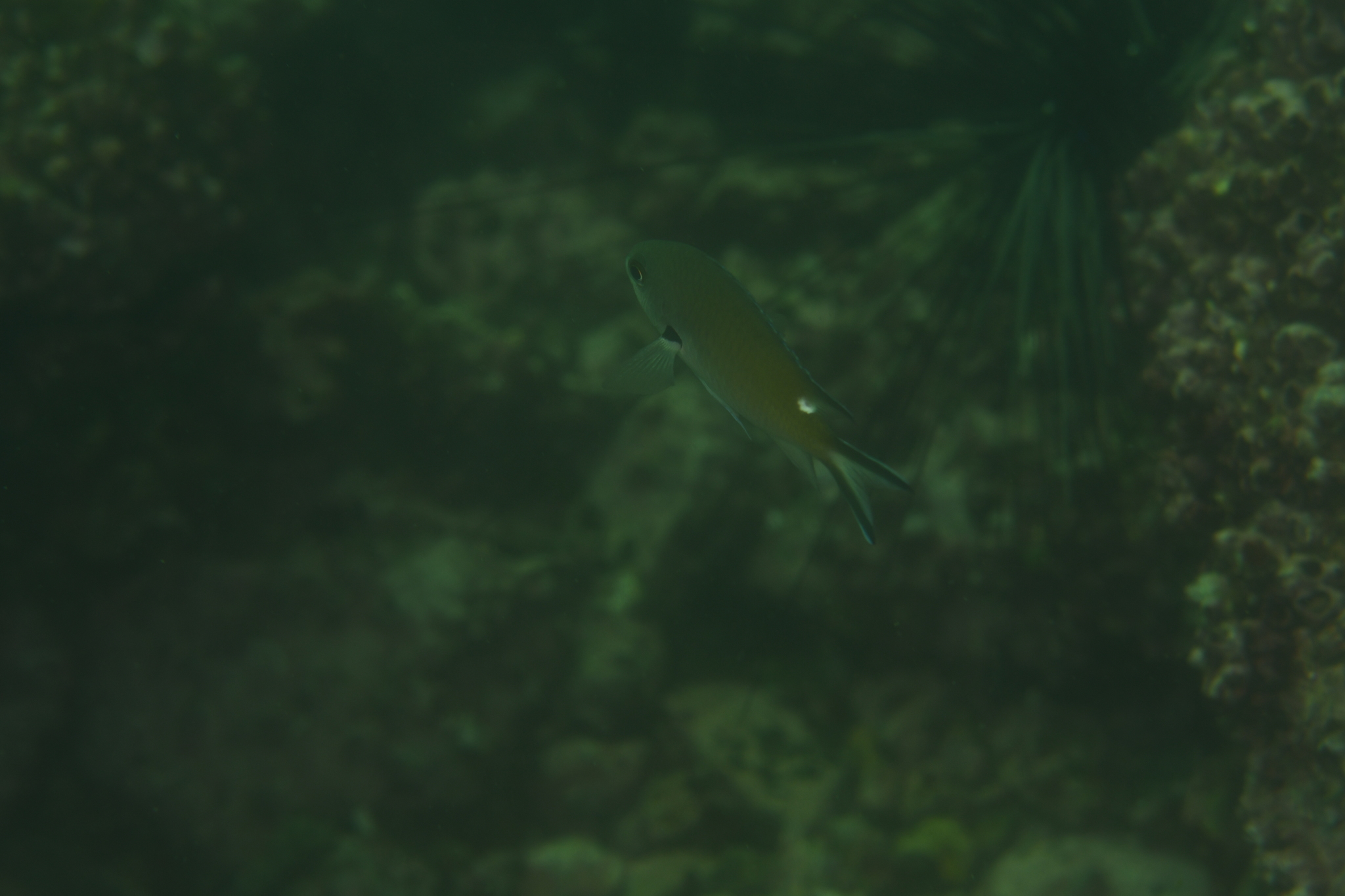 Chromis fumea (Tanaka, 1917)