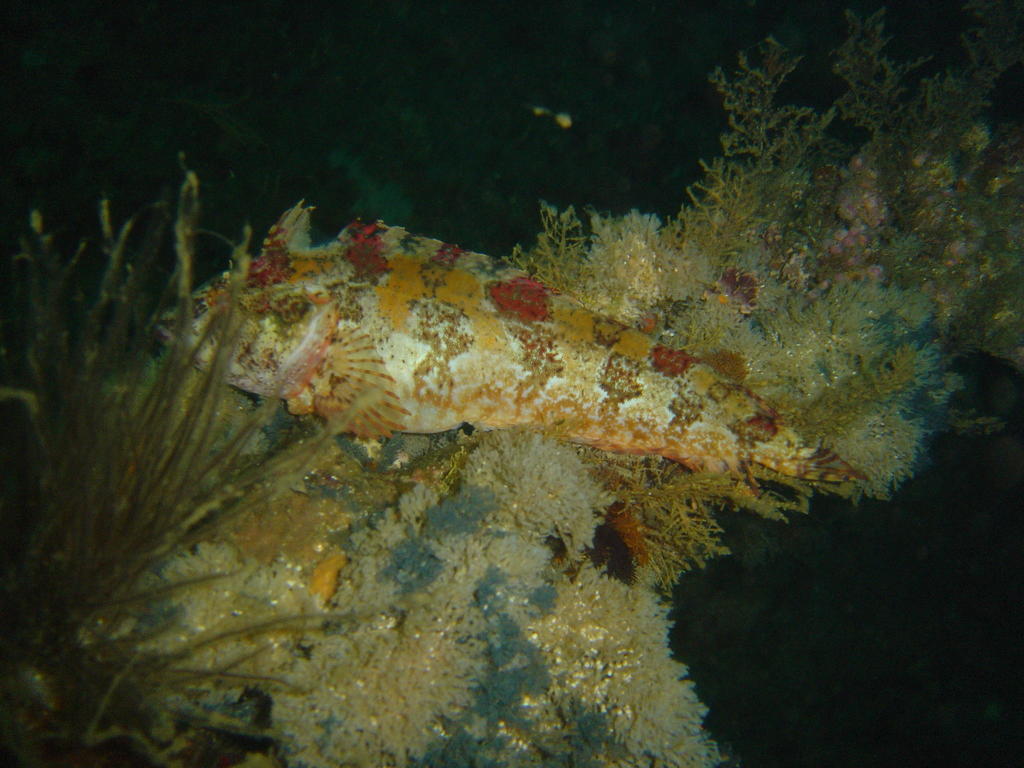 Super klipfish from Orotava wreck: Depth approximately 30m on July 17 ...