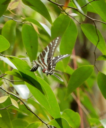 Protographium zonaria · iNaturalist United Kingdom
