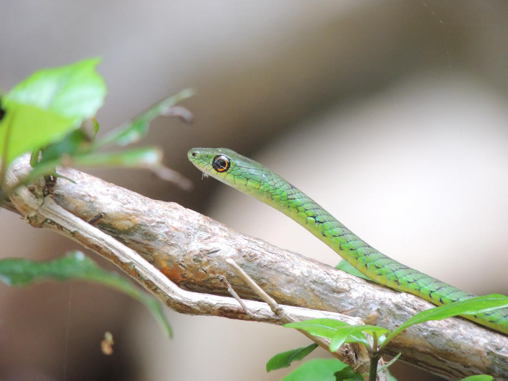 Spotted Bush Snake (Philothamnus semivariegatus) - Snakes and Lizards