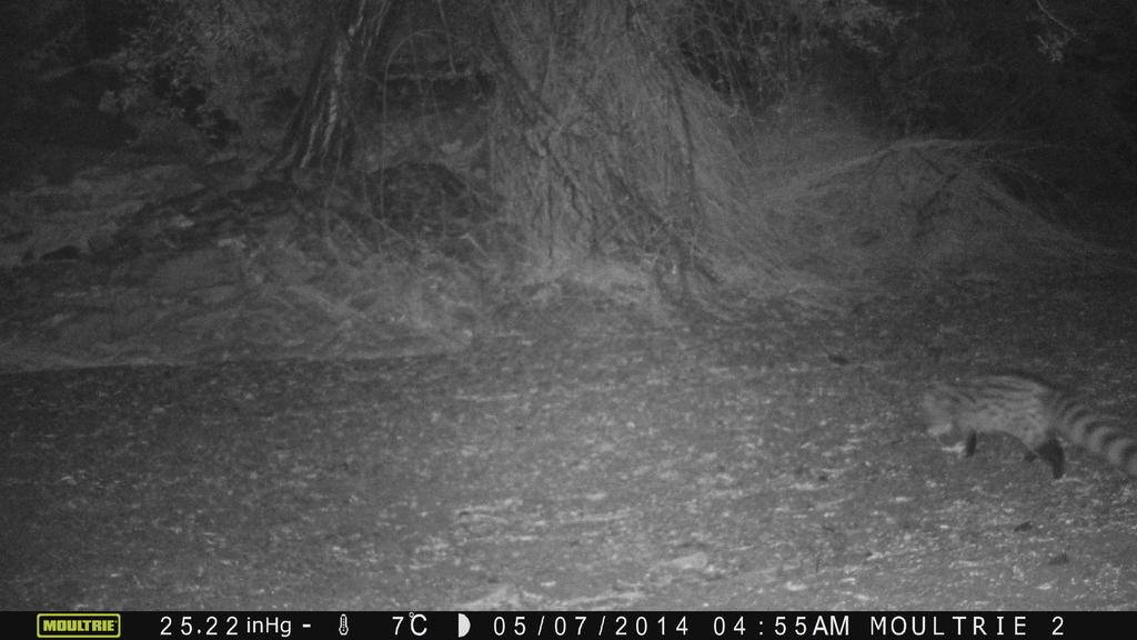 Southern Small-spotted Genet from Farm Kyffhäuser, Maltahöhe, Namibia ...
