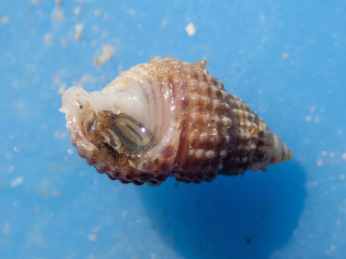 Ilyanassa trivittatus · iNaturalist