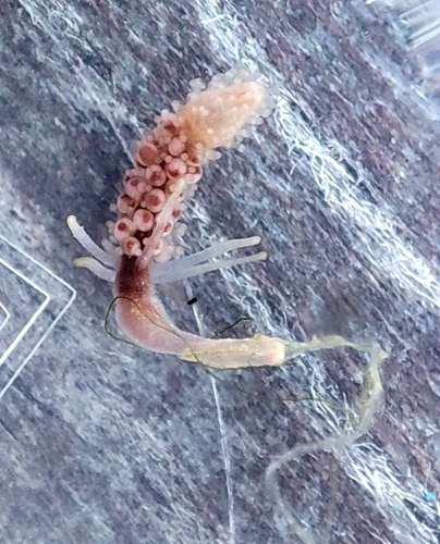 Acaulis primarius · iNaturalist