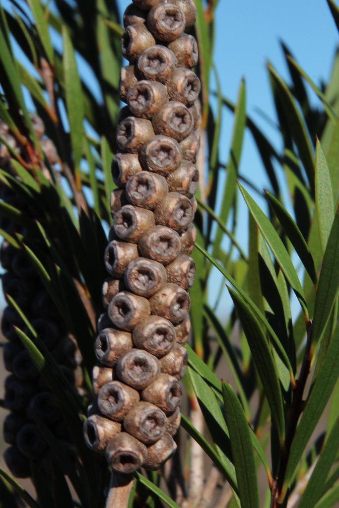 Melaleuca subulata from Road below Rockview Dam wall on April 5, 2014 ...