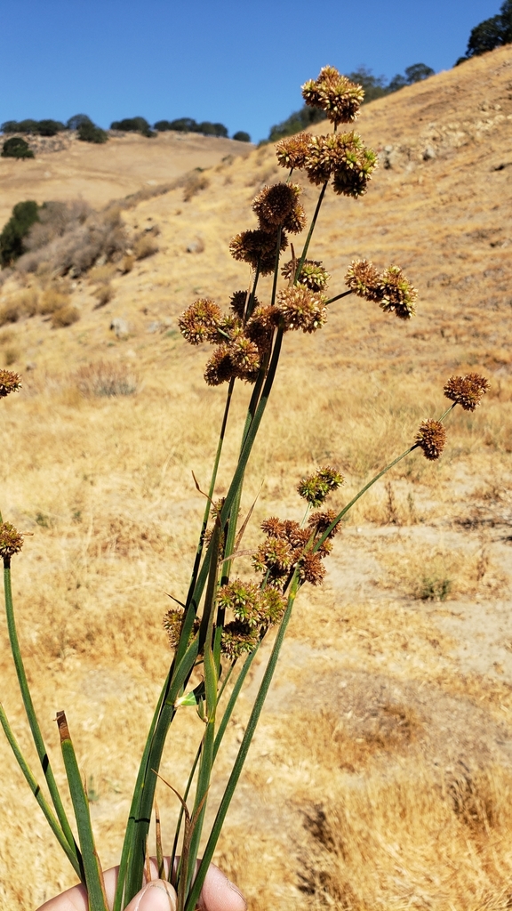 Brown-headed Rush from Livermore, CA 94551, USA on September 1, 2021 at ...