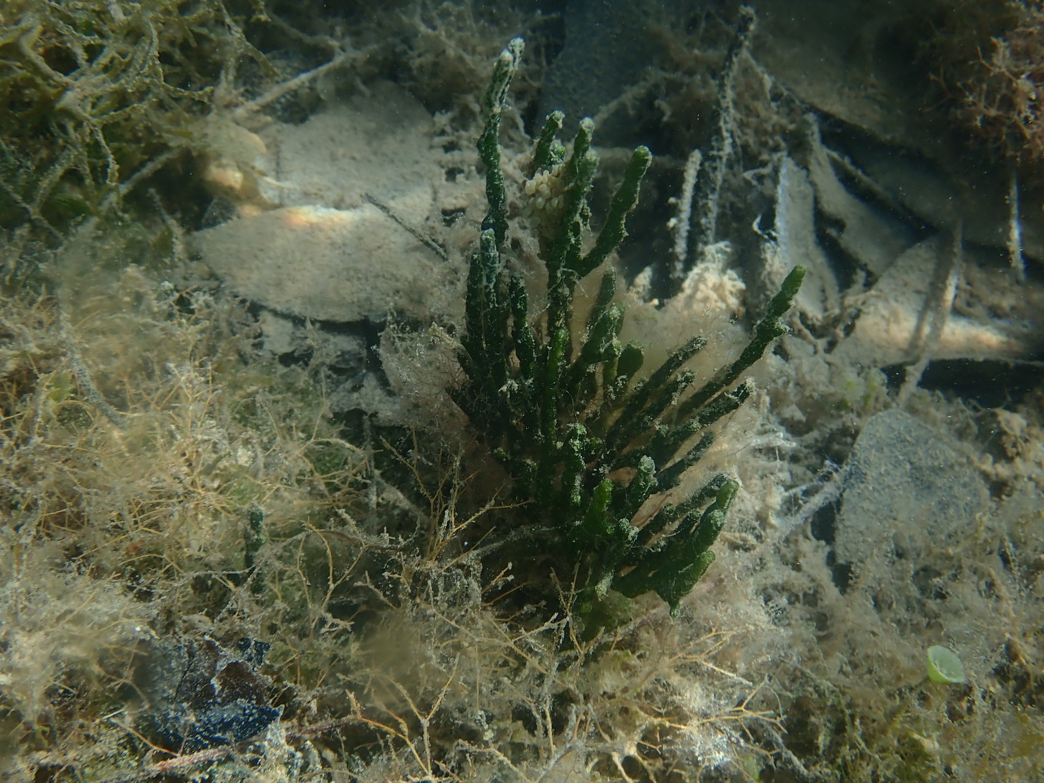 Halimeda monile (J.Ellis & Sol.) J.V.Lamour., 1816