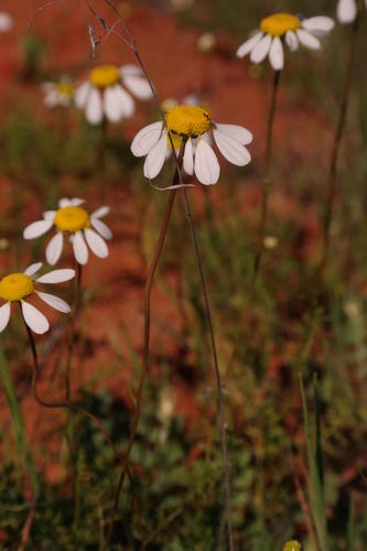 Genus Foveolina · iNaturalist