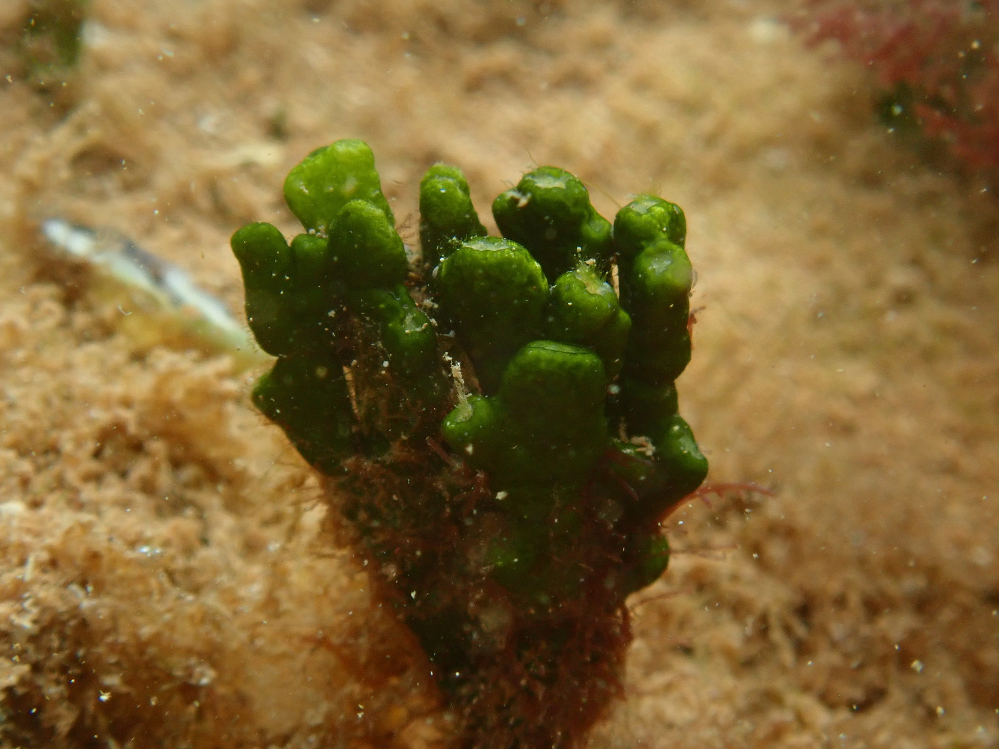 Halimeda monile (J.Ellis & Sol.) J.V.Lamour., 1816