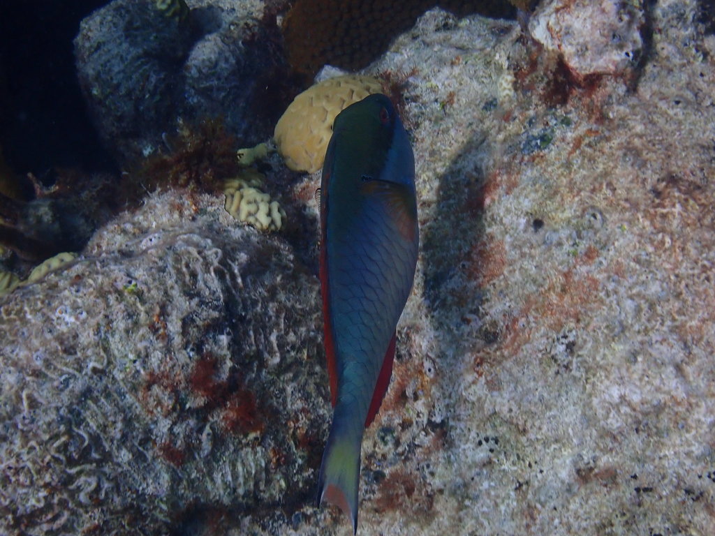 Redband Parrotfish from Saint George's, BM on August 13, 2021 at 10:42 ...