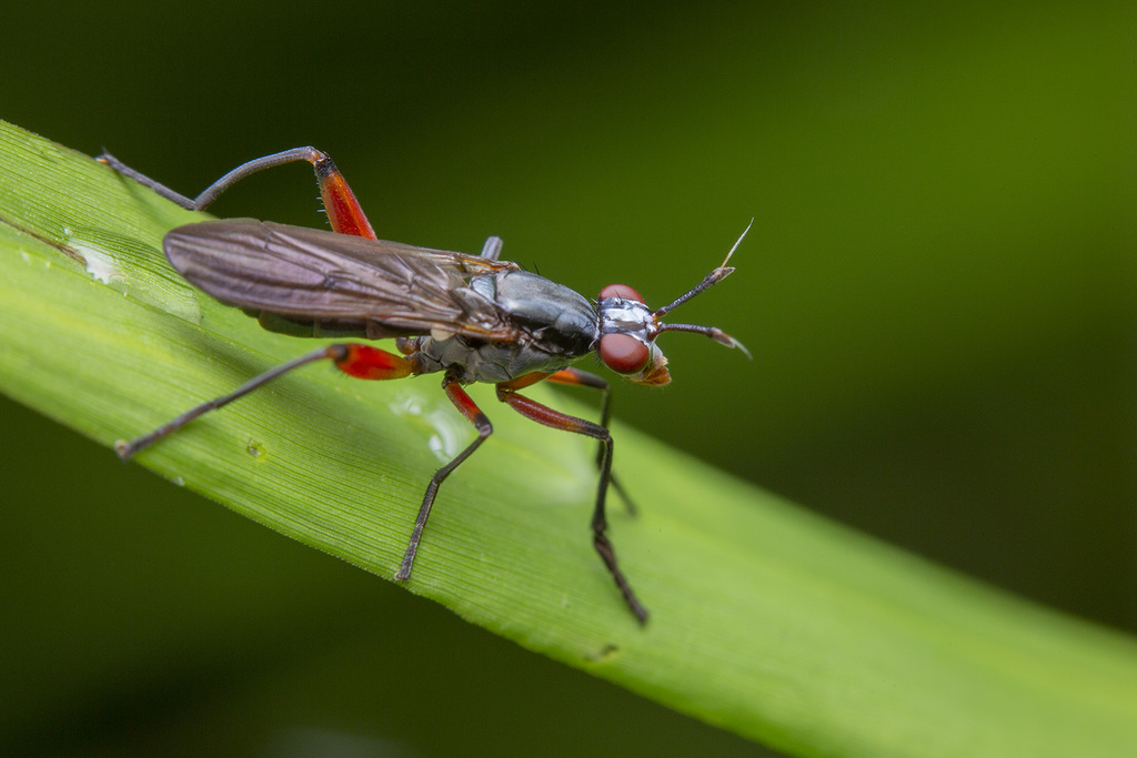 Sepedon plumbella from 1230 Upper Thomson Rd Singapore 787129 Upper ...