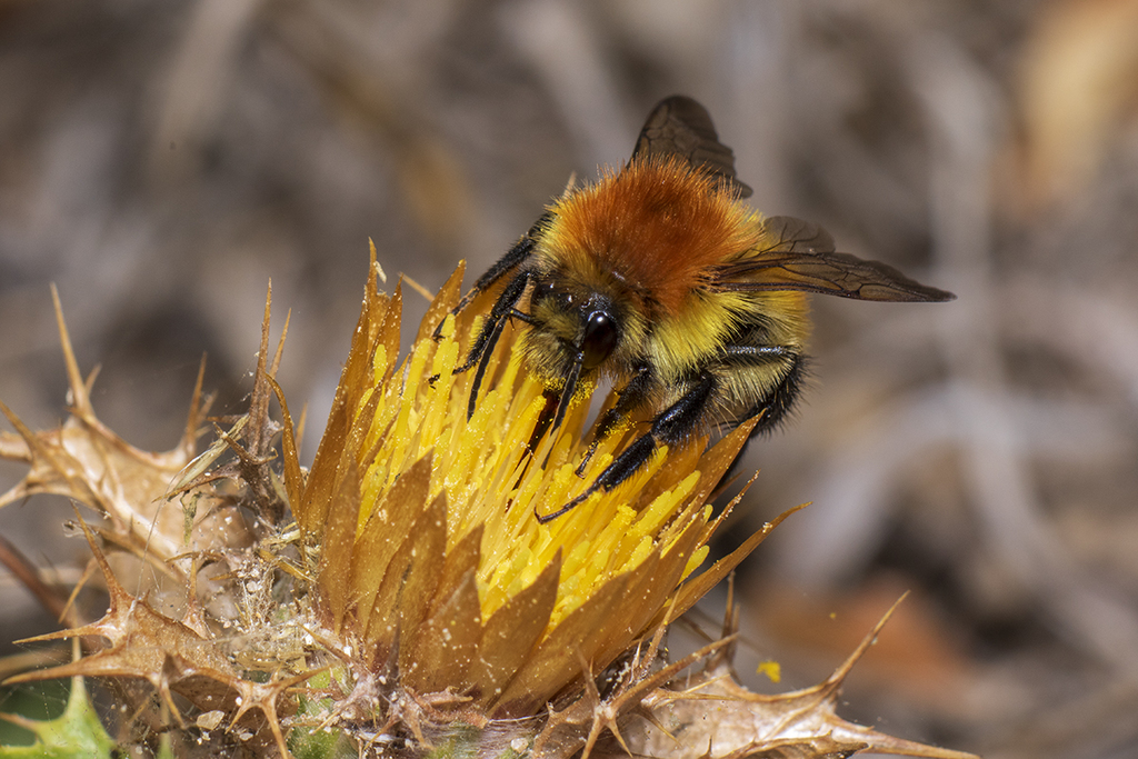 Common Carder Bumble Bee from Alcabideche, Portugal on August 28, 2021 ...