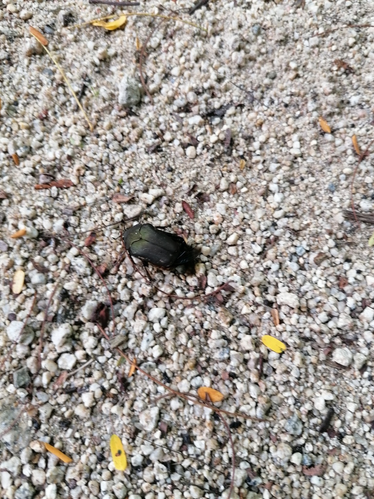 Figeater Beetle from Santa María Huatulco, Oax., México on August 31 ...