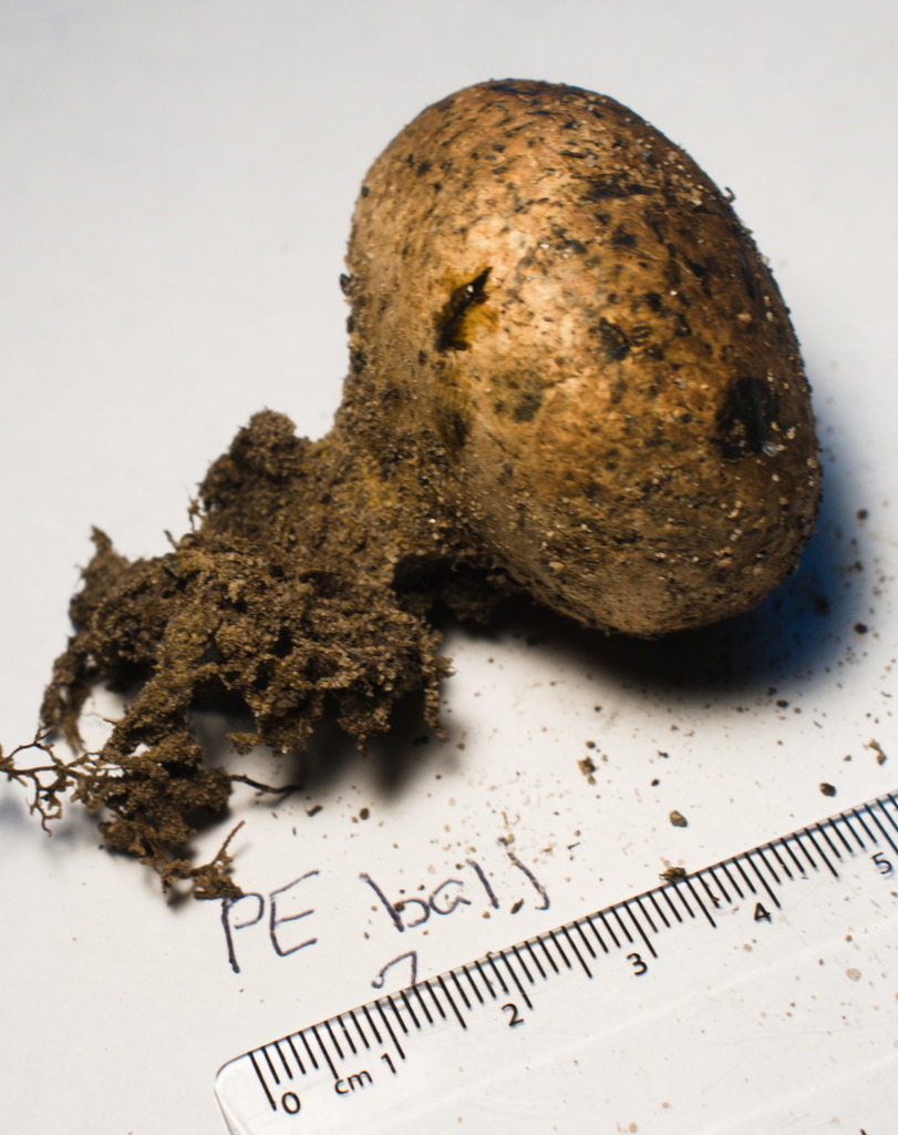 Pisolithus from Sussex County, US-DE, US on September 2, 2021 at 10:12 ...