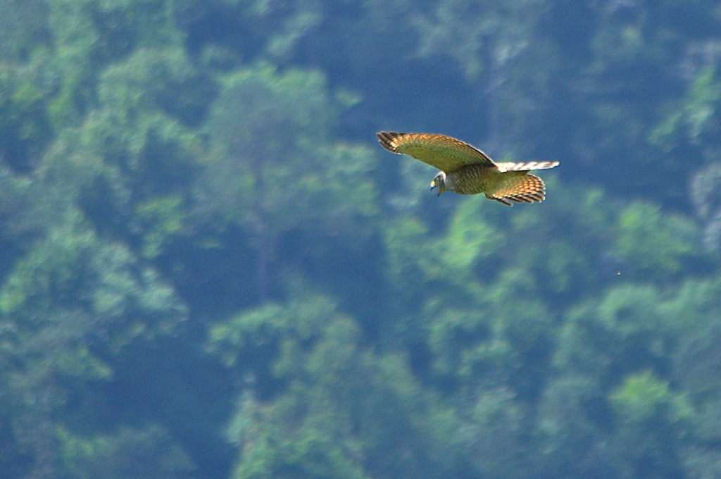 Roadside Hawk from Ixhuacán de los Reyes, Ver., México on April 13 ...