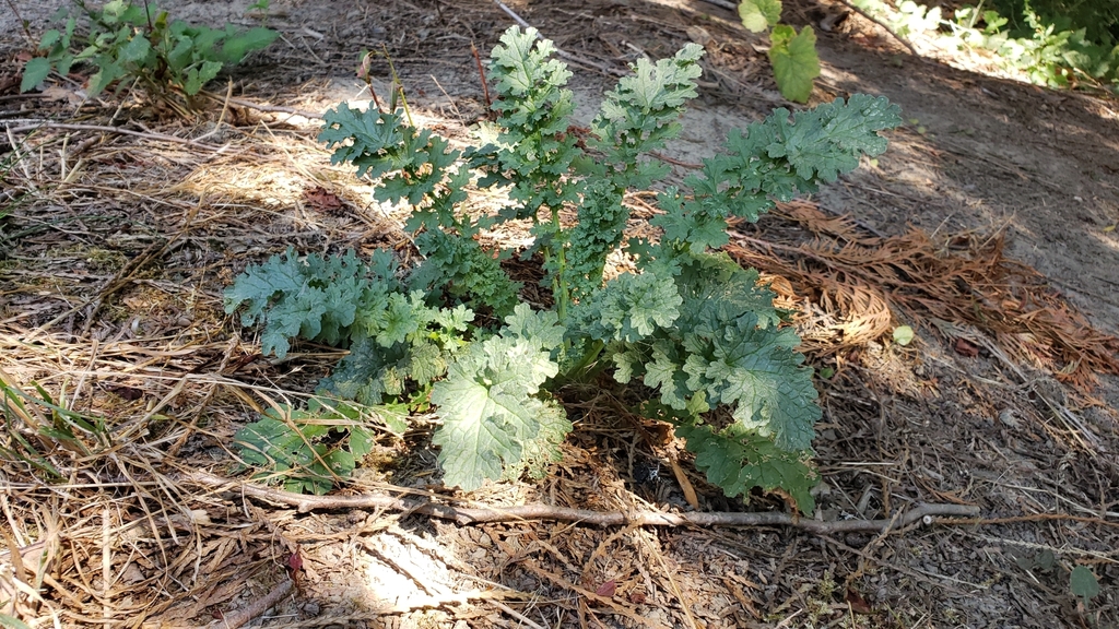 ragwort in September 2021 by Gavin Slater · iNaturalist
