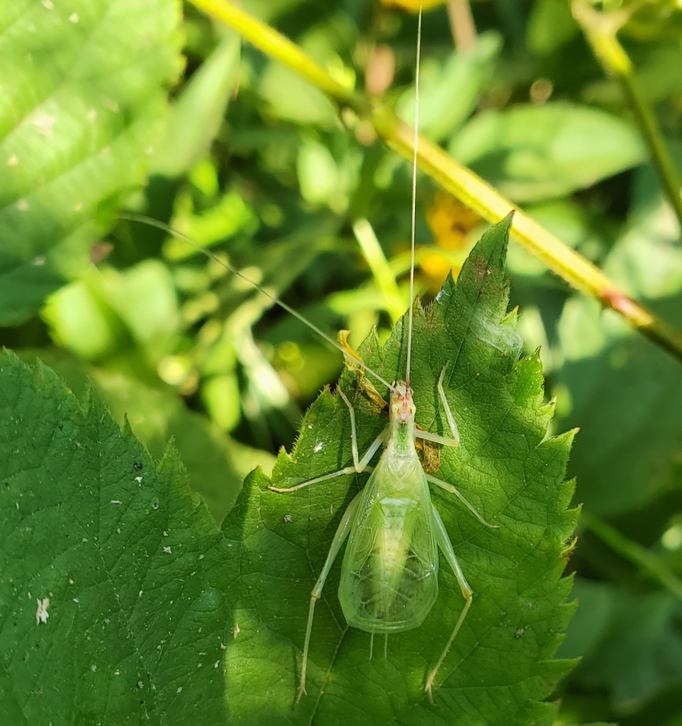 Broad-winged tree cricket from Gary, IN 46404, USA on September 02 ...