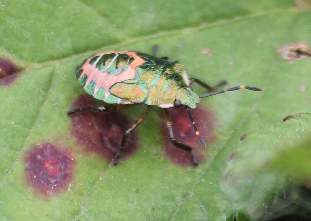 Bronze Shield Bug from Buckpool and Fens Pool LNR, Brierley Hill, UK on ...