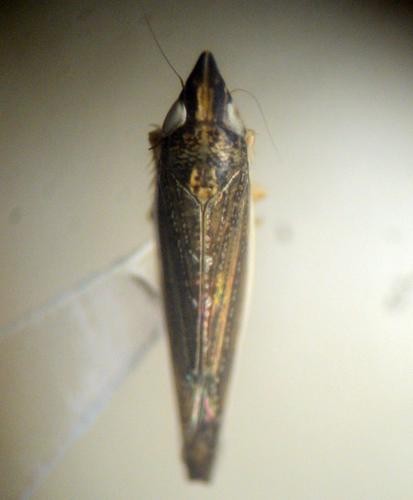 Grammacephalus pugio · iNaturalist