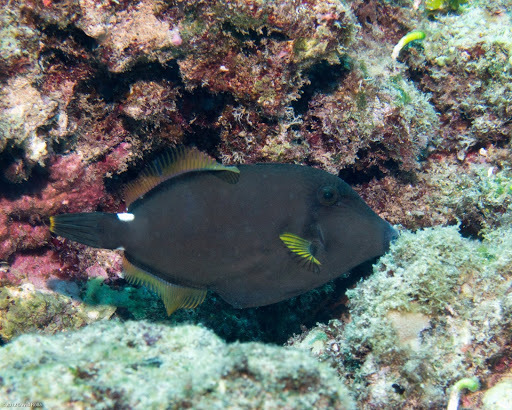 Squaretail Filefish (Fishes of Richardson Beach Ocean Park Hilo Hawaii ...