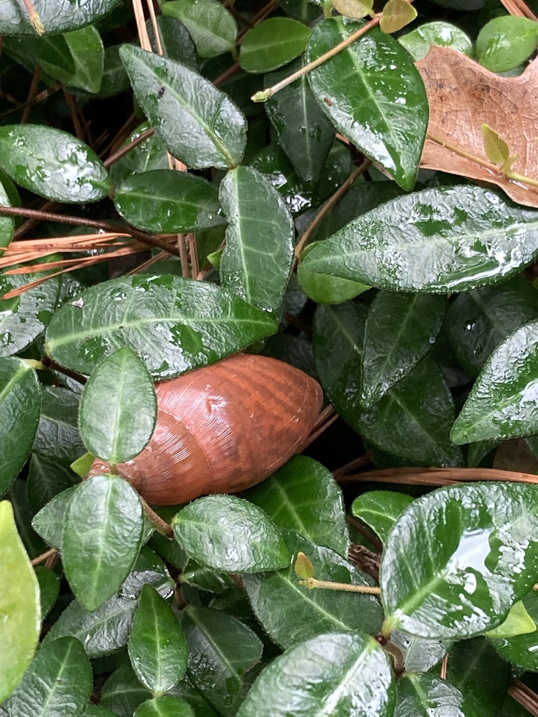 Rosy Wolfsnail in September 2021 by Colton Price · iNaturalist