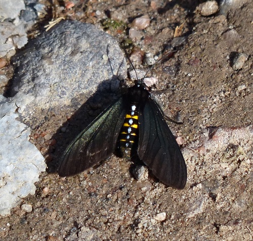 Chrysocale ferens · iNaturalist United Kingdom