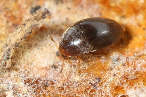 Genus Microscapha · iNaturalist United Kingdom