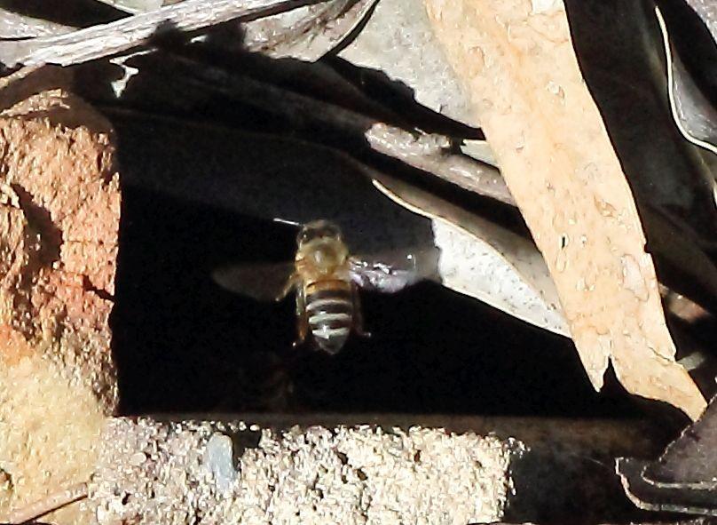 Cape Honeybee (Apis mellifera capensis) | Beesource Beekeeping Forums