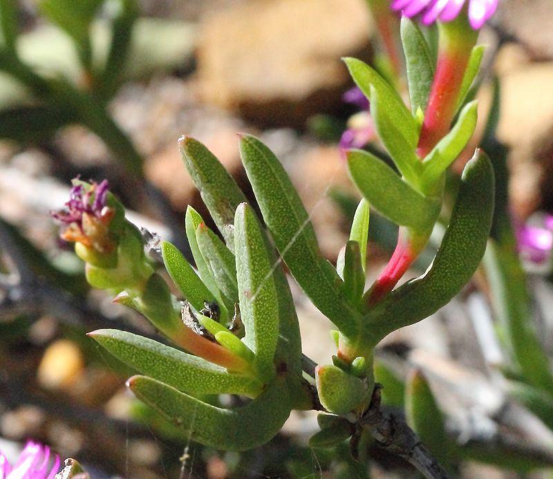 Shrubby Dewplant (Ruschia caroli) - Botanical Realm