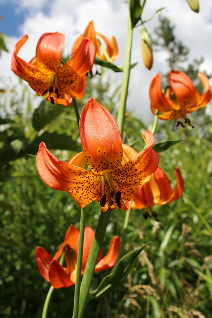 shasta lily from Mineral, CA 96061, USA on July 15, 2015 at 05:01 PM by ...